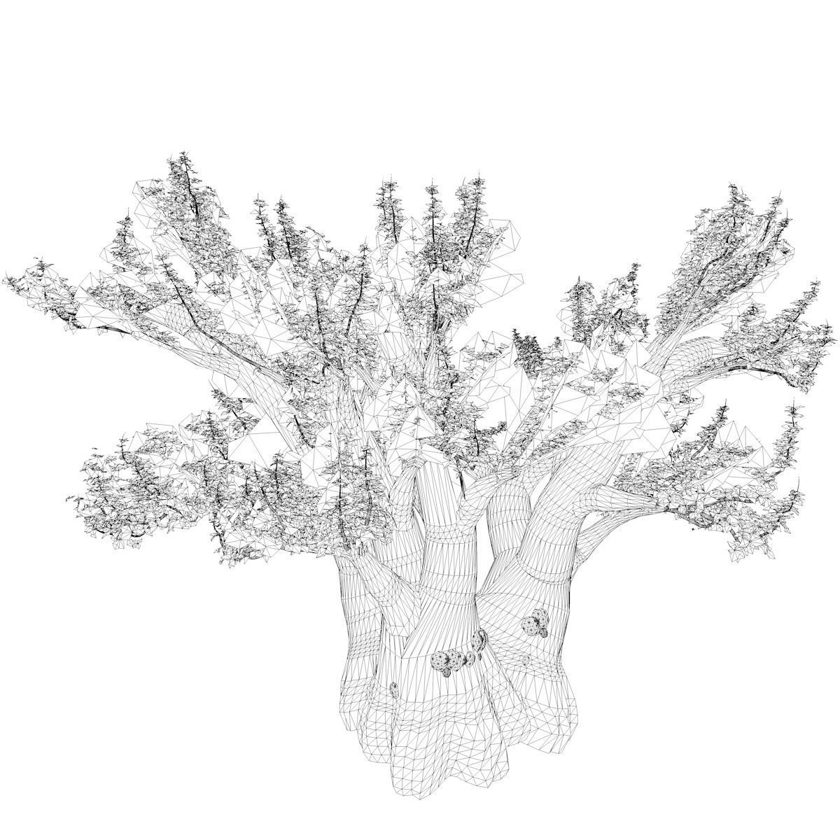 African Baobab Tree - 09 - 3D model | CGTrader