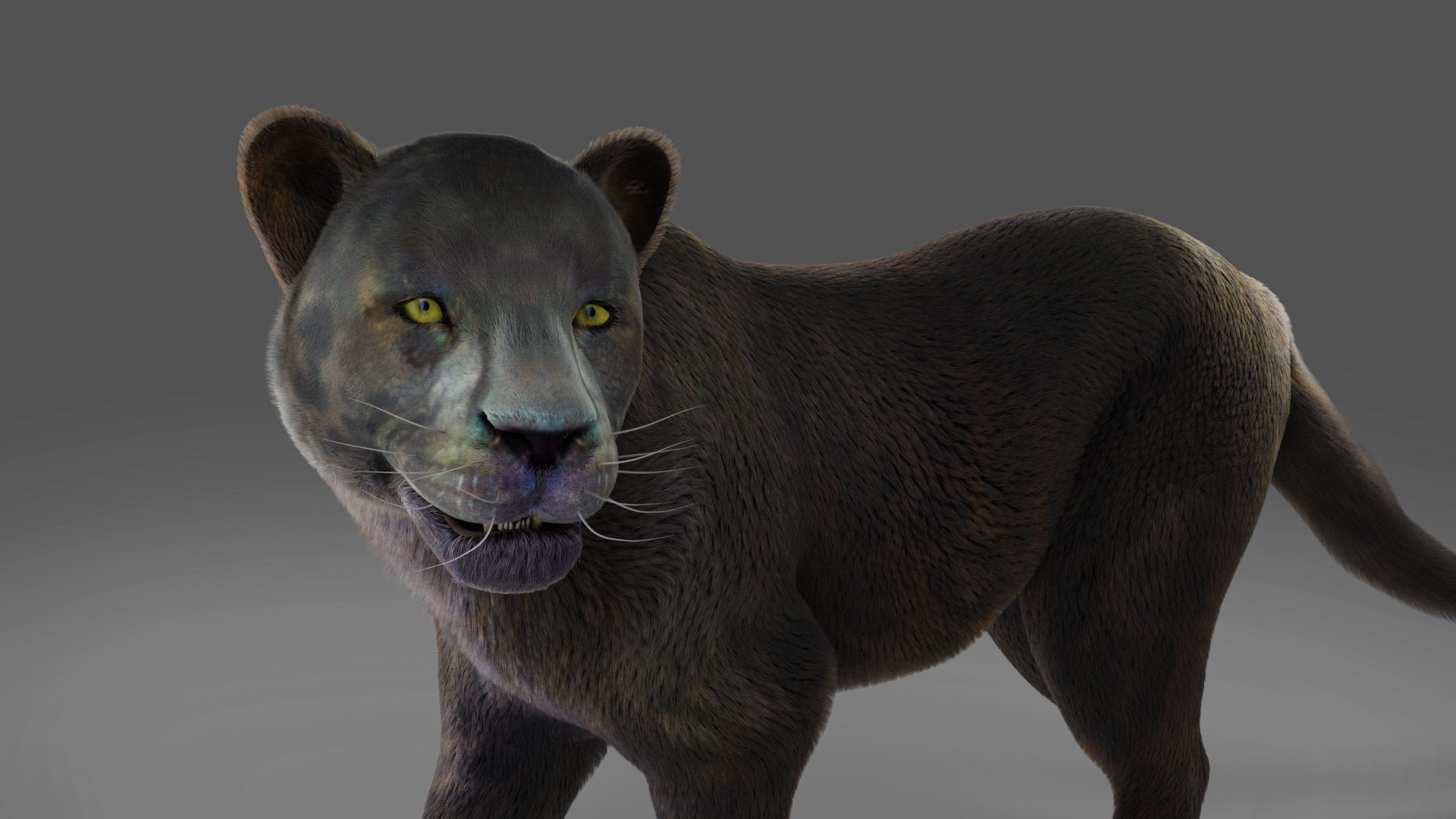 3D model Fur Black Panther Rigged and Animation in Blender VR / AR ...