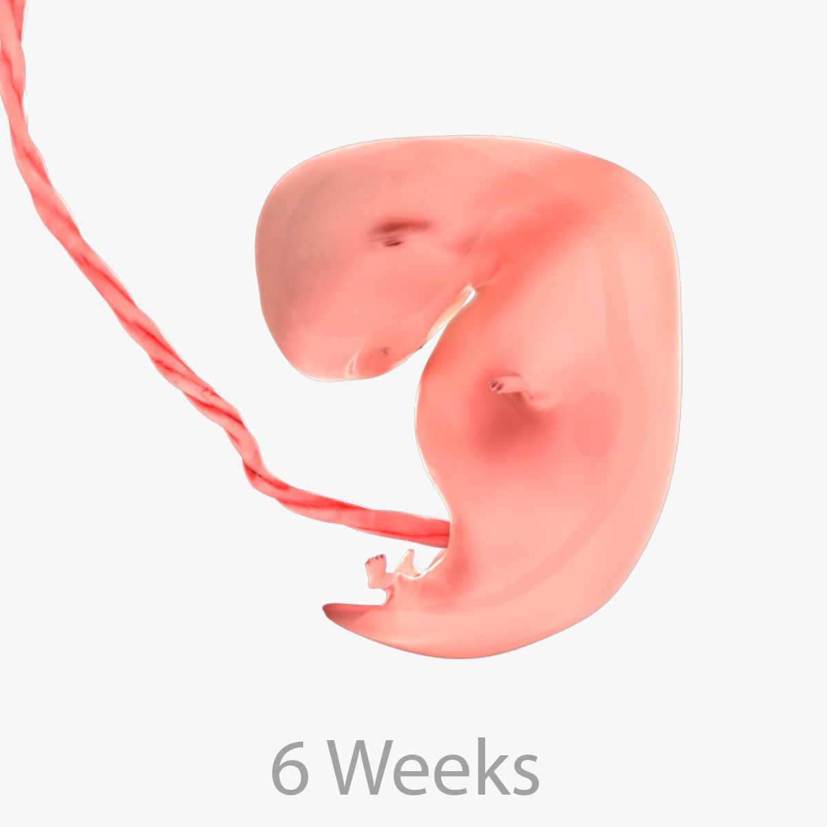 3D model Animated and Morphed Human Fetus VR / AR / low-poly | CGTrader
