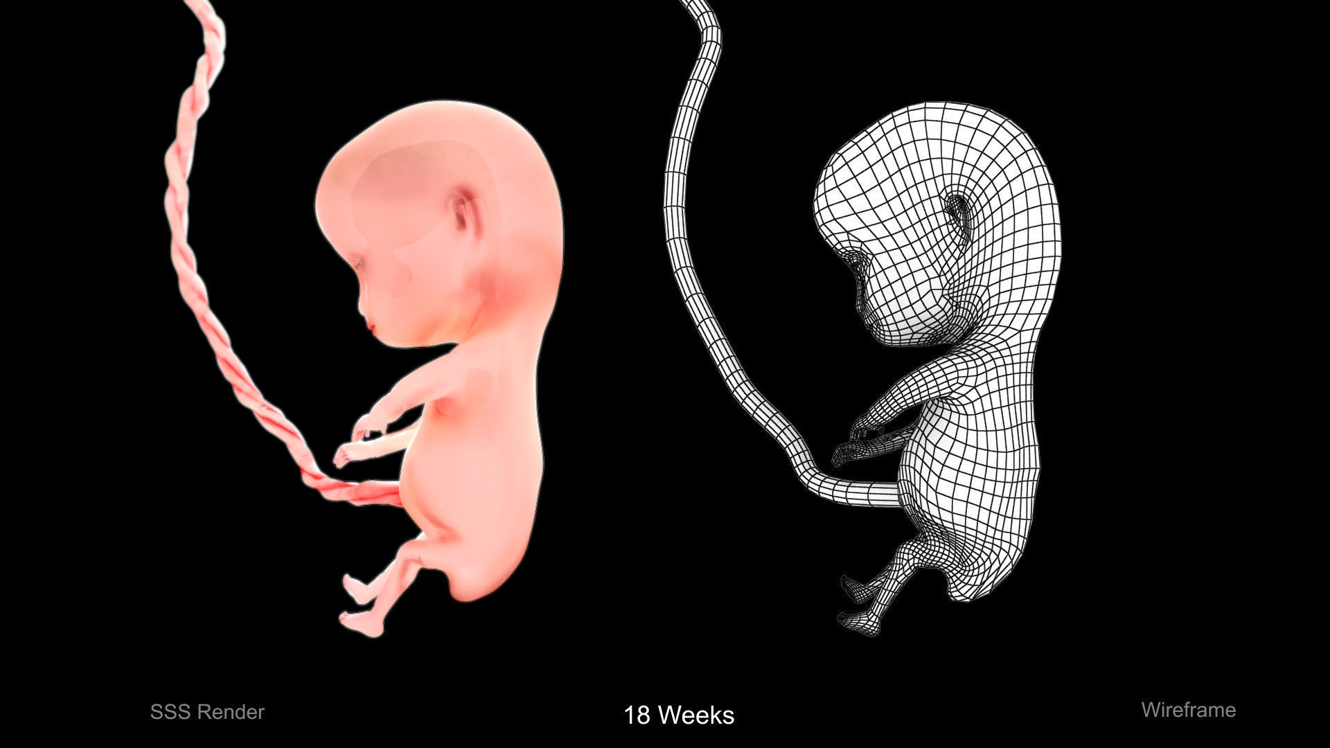 3D model Animated and Morphed Human Fetus VR / AR / low-poly | CGTrader