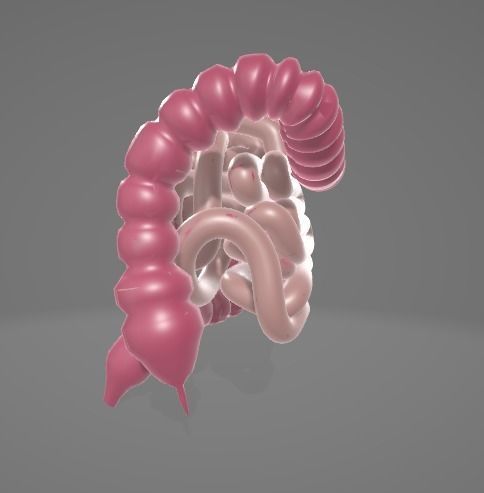HUMAN INTESTINE 3D MODEL - ANATOMY 3D model | CGTrader