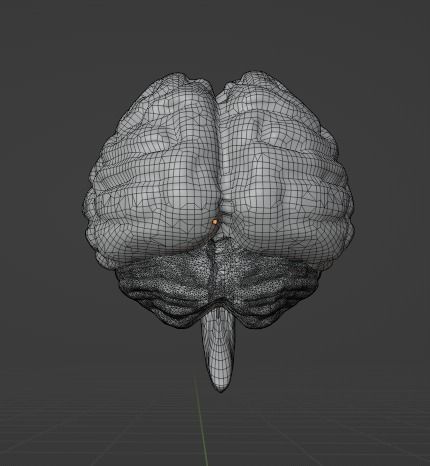 HUMAN BRAIN - ANATOMY 3D model | CGTrader