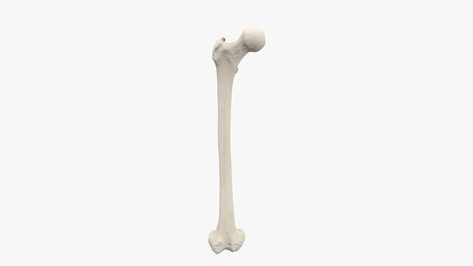3D model Real humerus bone VR / AR / low-poly | CGTrader