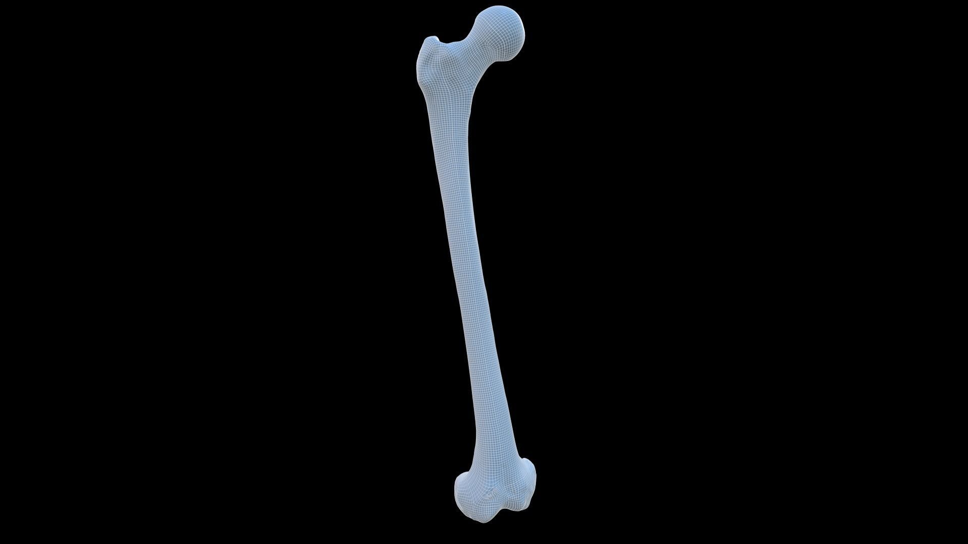 3D model Real humerus bone VR / AR / low-poly | CGTrader