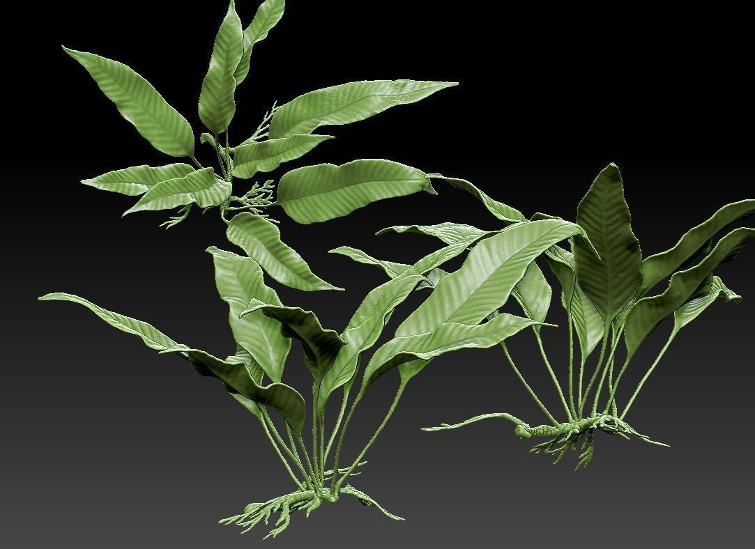 Aquatic plants 3D model 3D printable | CGTrader