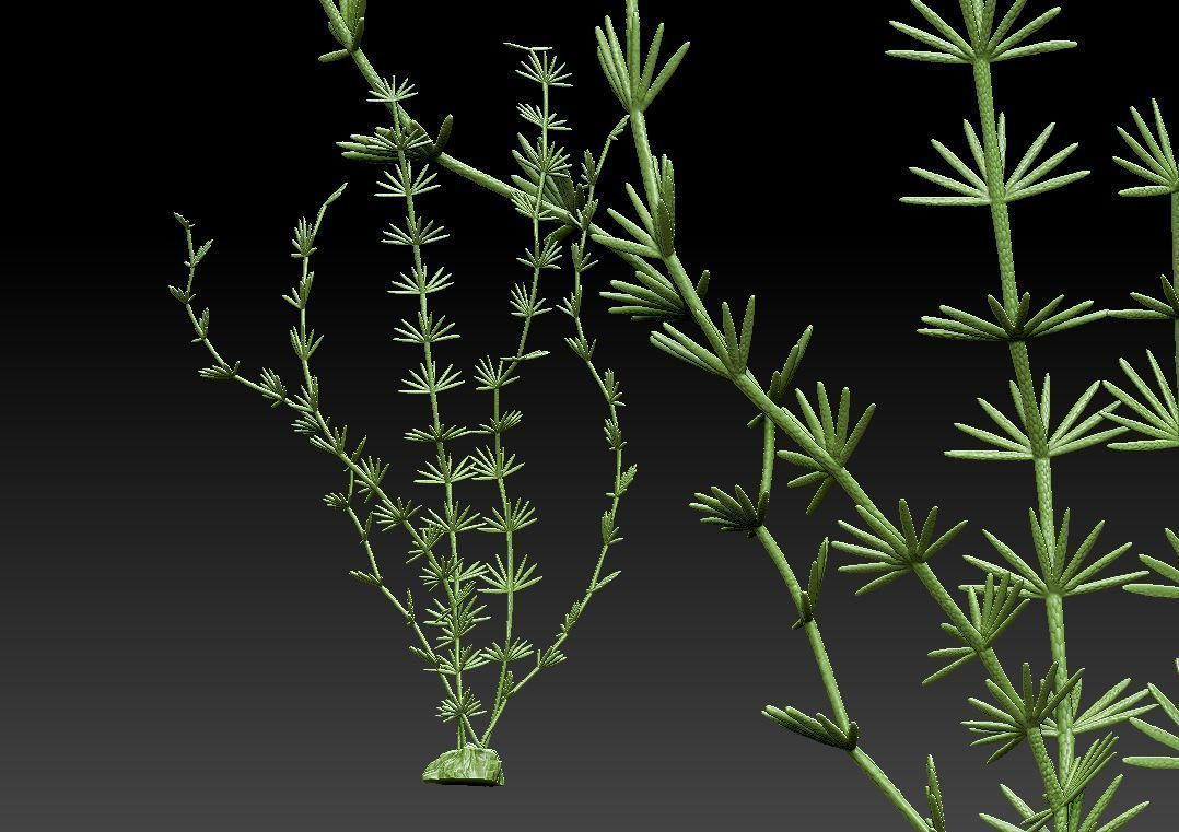 Aquatic plants 3D model 3D printable | CGTrader