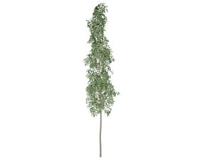 Aspen tree 3D Models | CGTrader