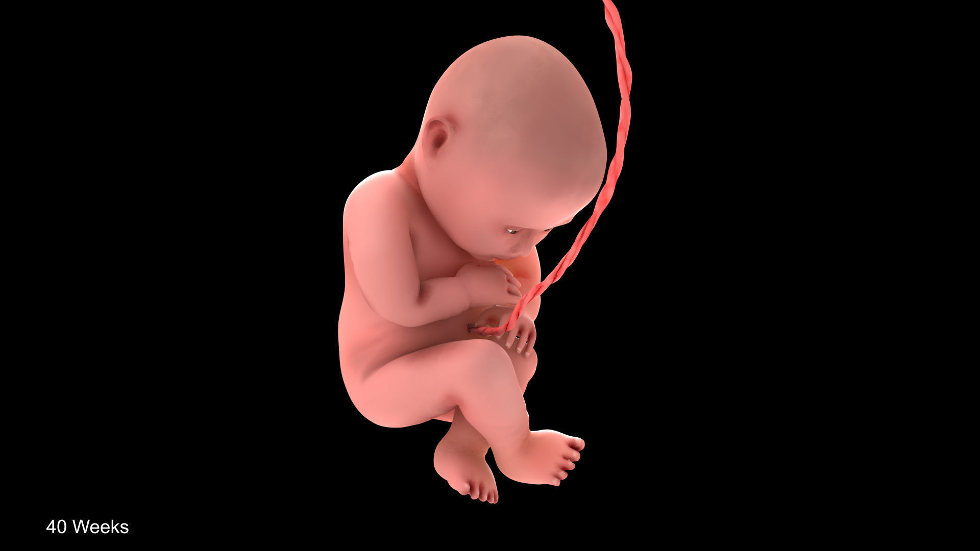 3D model 40 Weeks Human Fetus VR / AR / low-poly | CGTrader