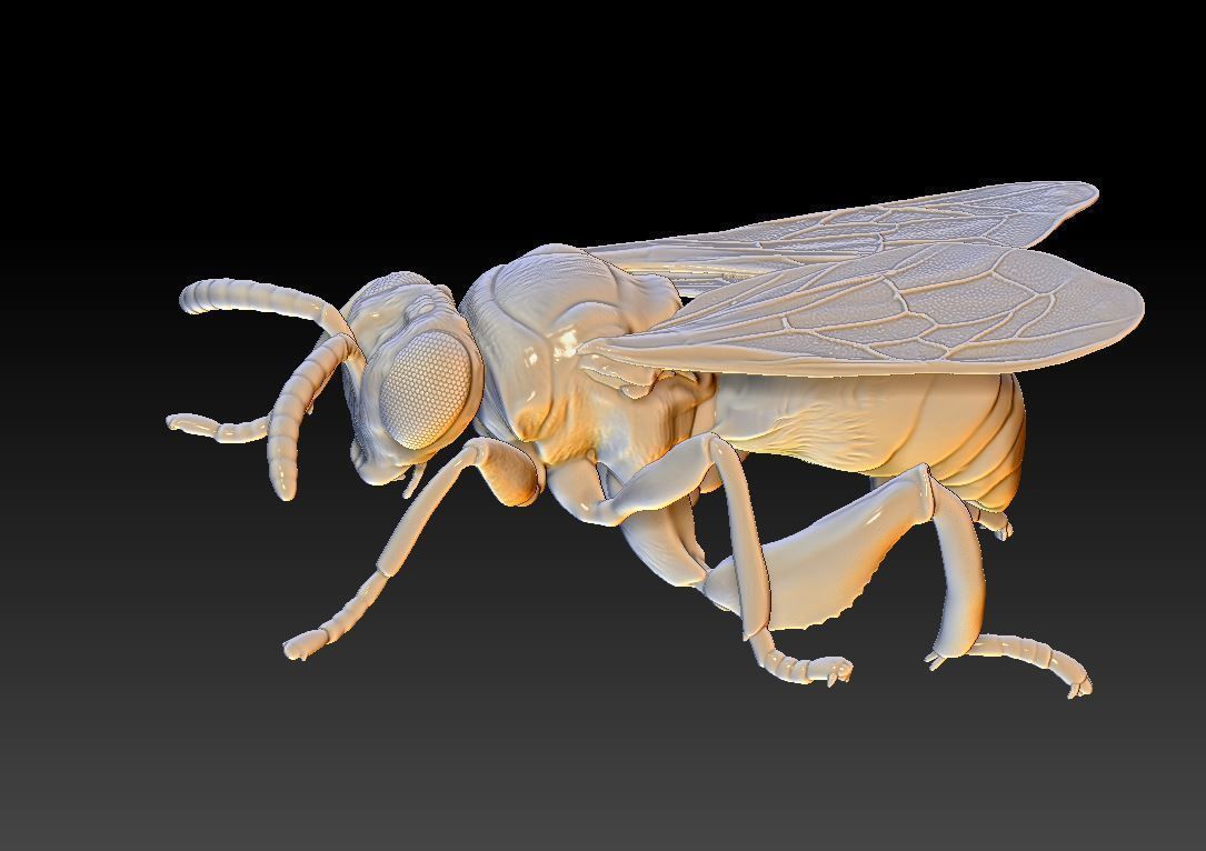 honey bee anatomy 3D model 3D printable | CGTrader
