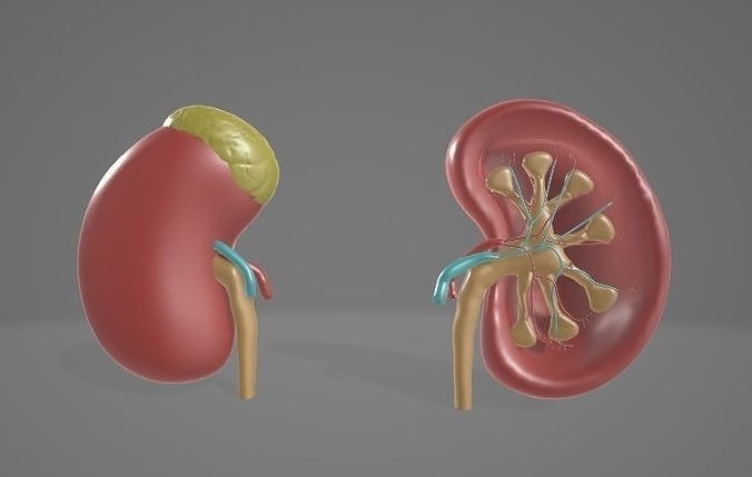 HUMAN KIDNEYS - ANATOMY 3D model | CGTrader
