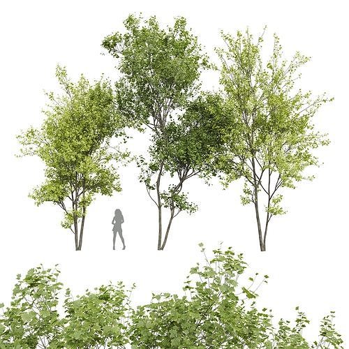 New Plant Real Tree Acer Saccharinum Spring Summer 3D model | CGTrader