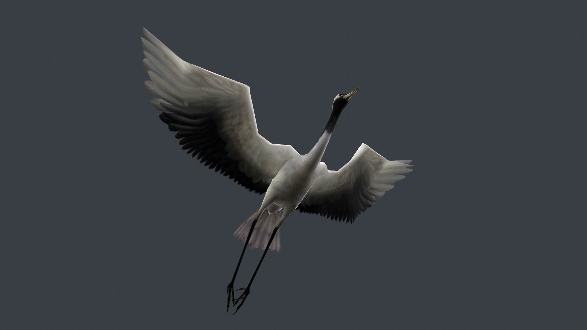 3D model low-poly animated crane bird VR / AR / low-poly | CGTrader