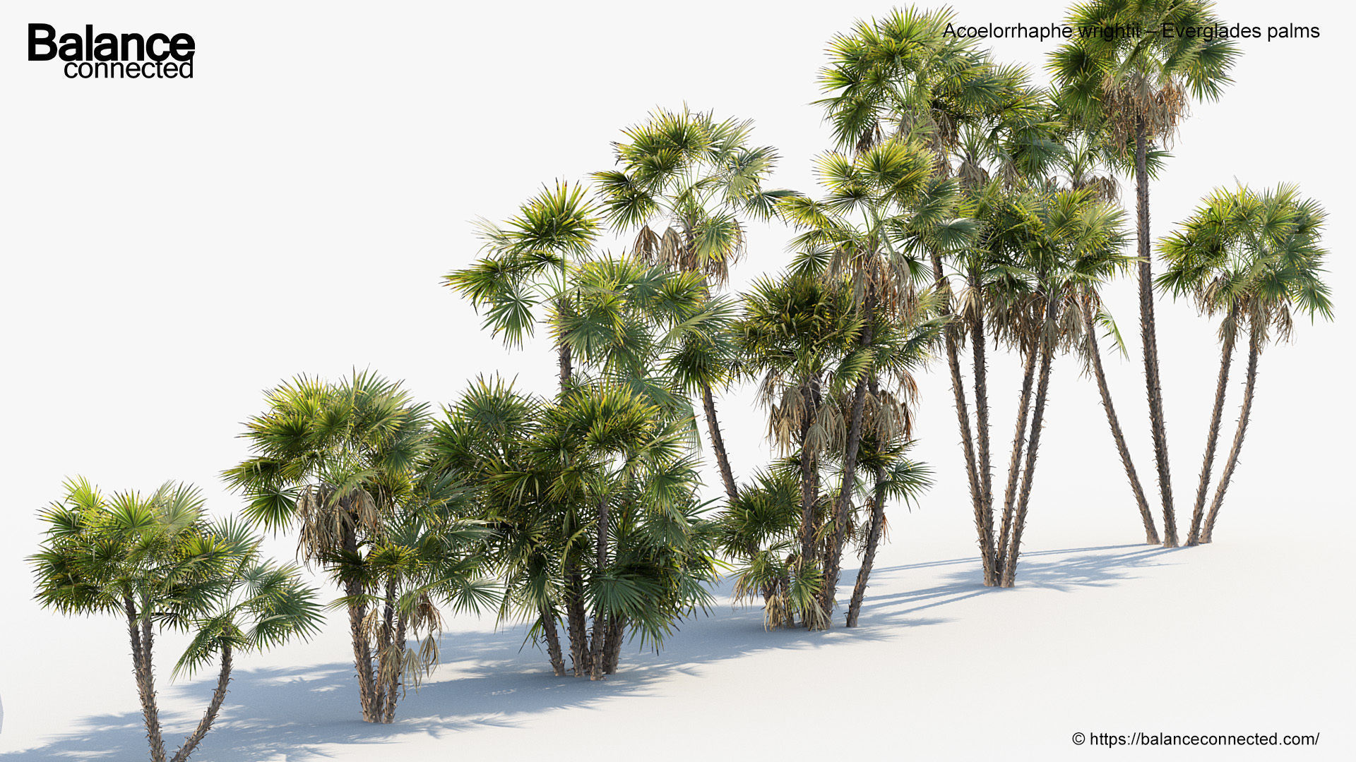 Acoelorrhaphe wrightii Everglades palms 3D Model 3D model | CGTrader