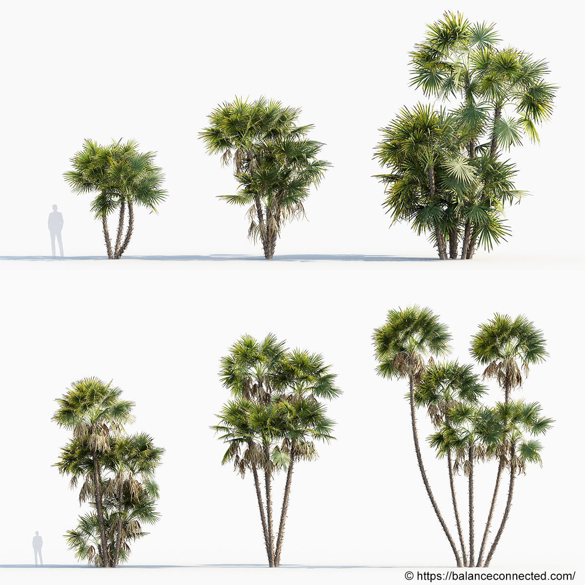 Acoelorrhaphe wrightii Everglades palms 3D Model 3D model | CGTrader
