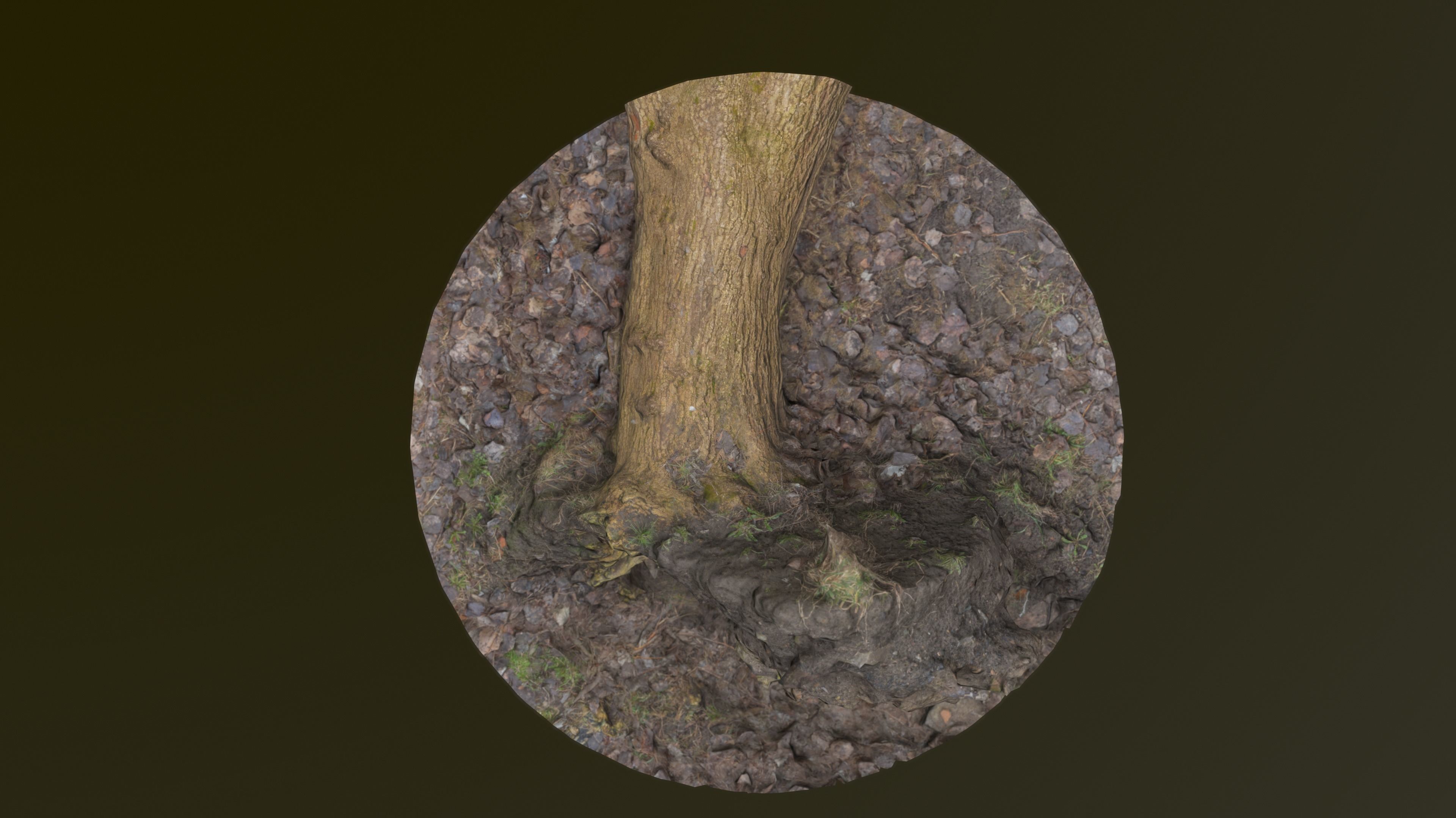 3D model Fallen Tree Trunk VR / AR / low-poly | CGTrader