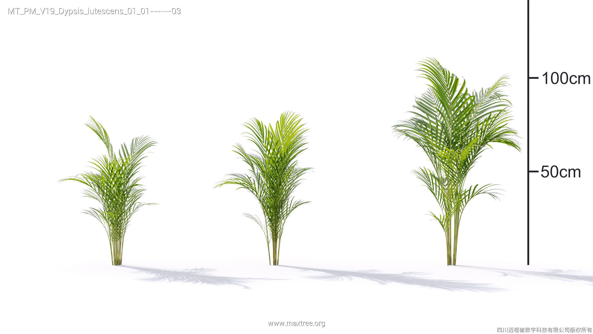 Maxtree Plant Models Vol 19 - Mesh 3D model | CGTrader