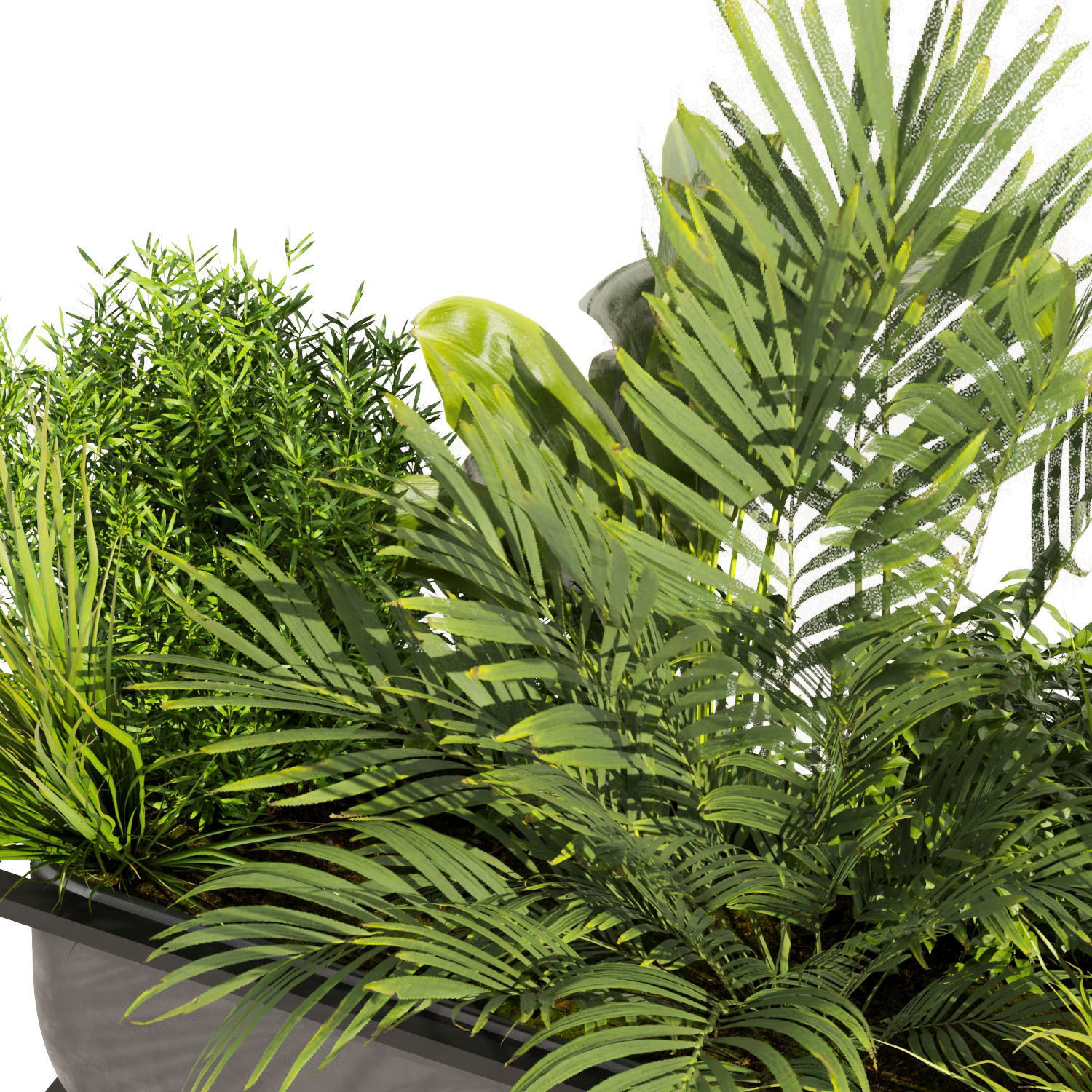 Collection plant vol 473 - palm - grass - boxplant - banana 3D model | CGTrader