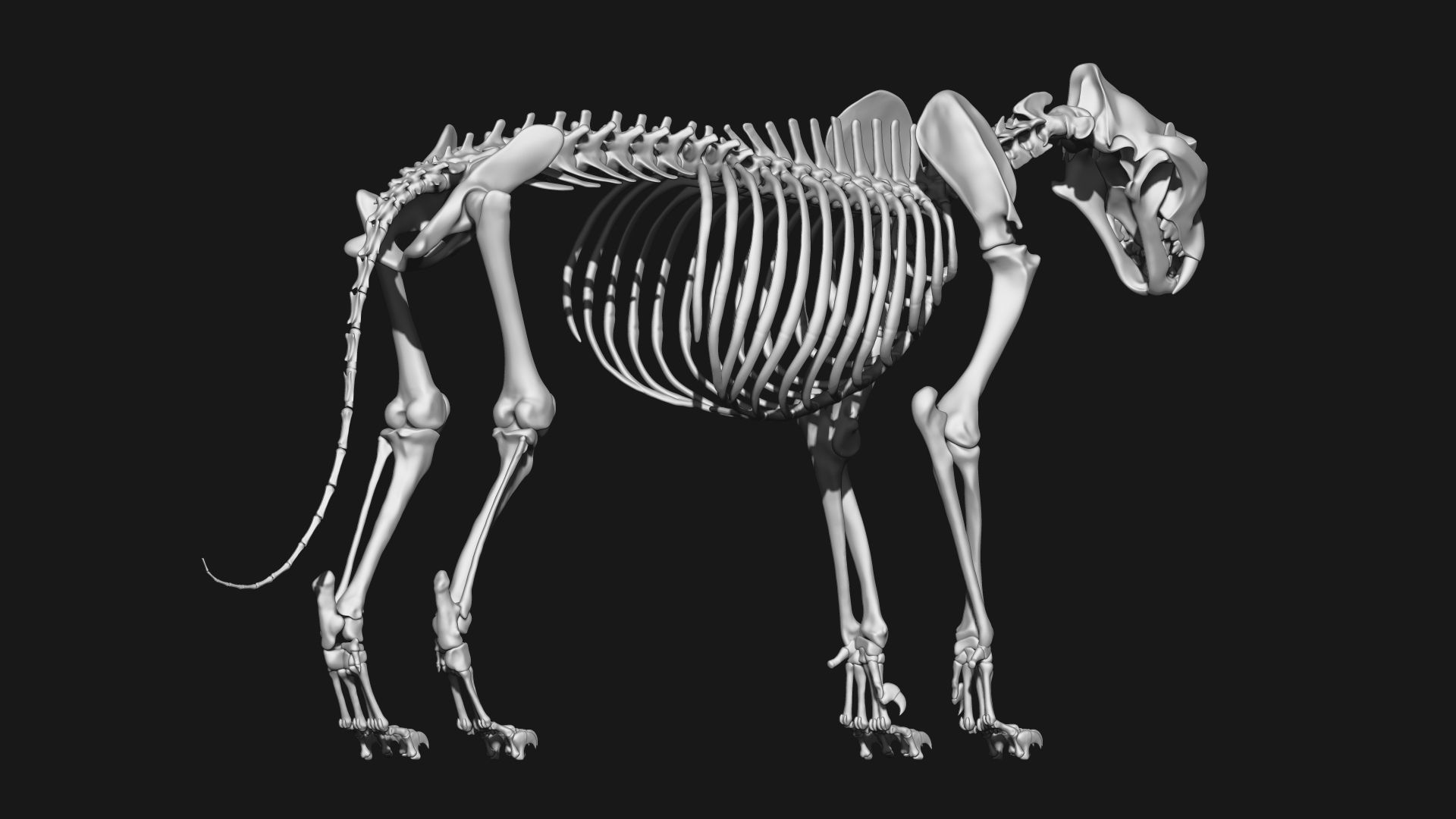 Tiger Skeleton 3D model | CGTrader