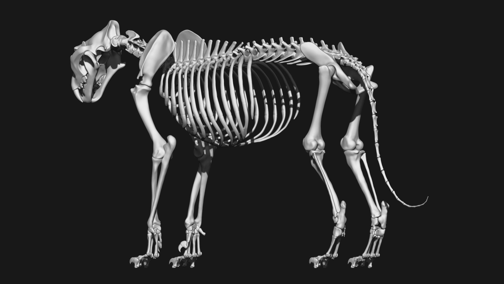Tiger Skeleton 3D model | CGTrader
