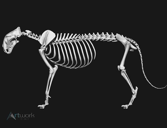 Tiger Skeleton 3D model | CGTrader