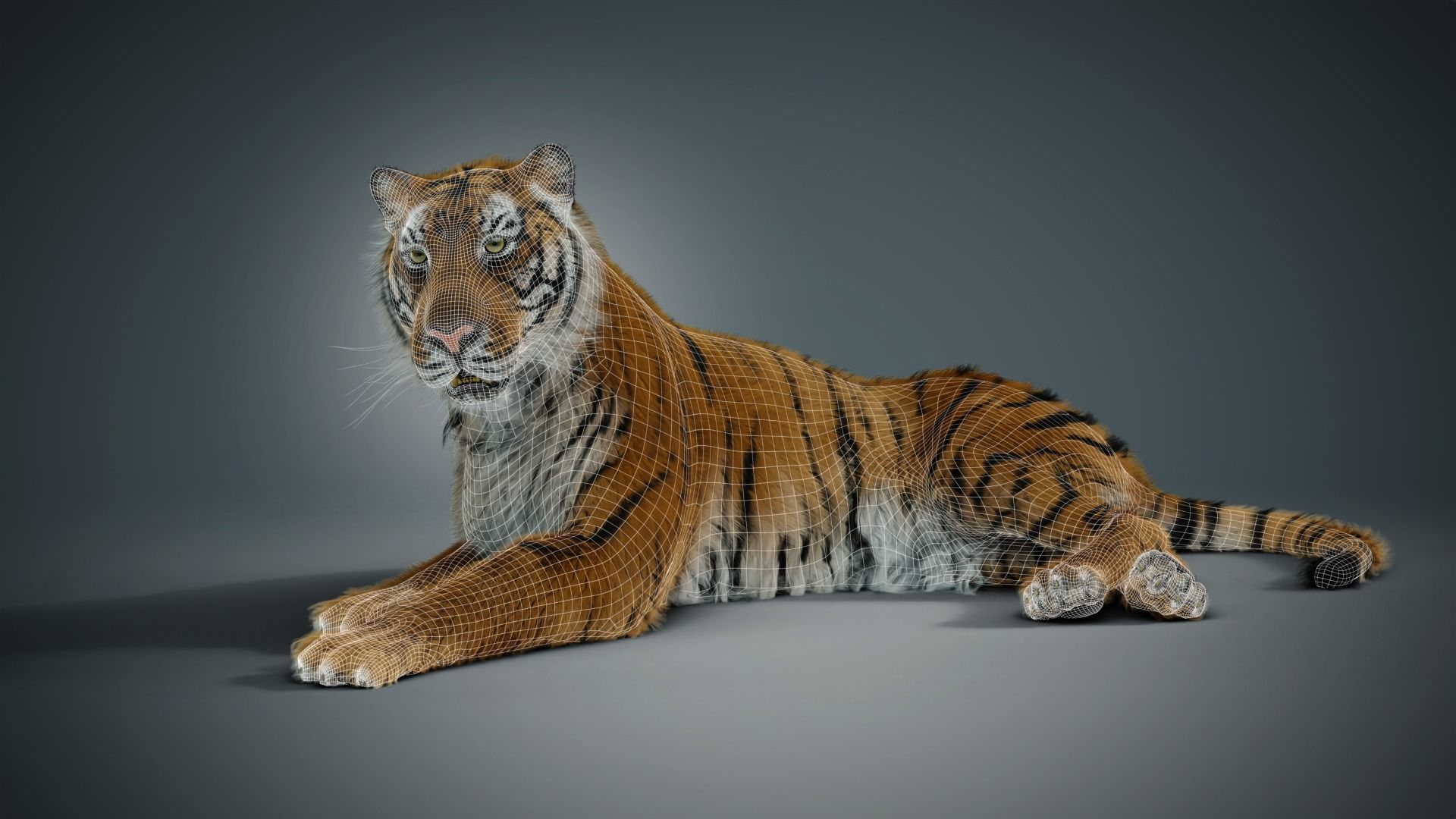 Siberian tiger 3D model animated rigged | CGTrader
