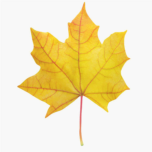 Maple Leaf V2 3D model | CGTrader