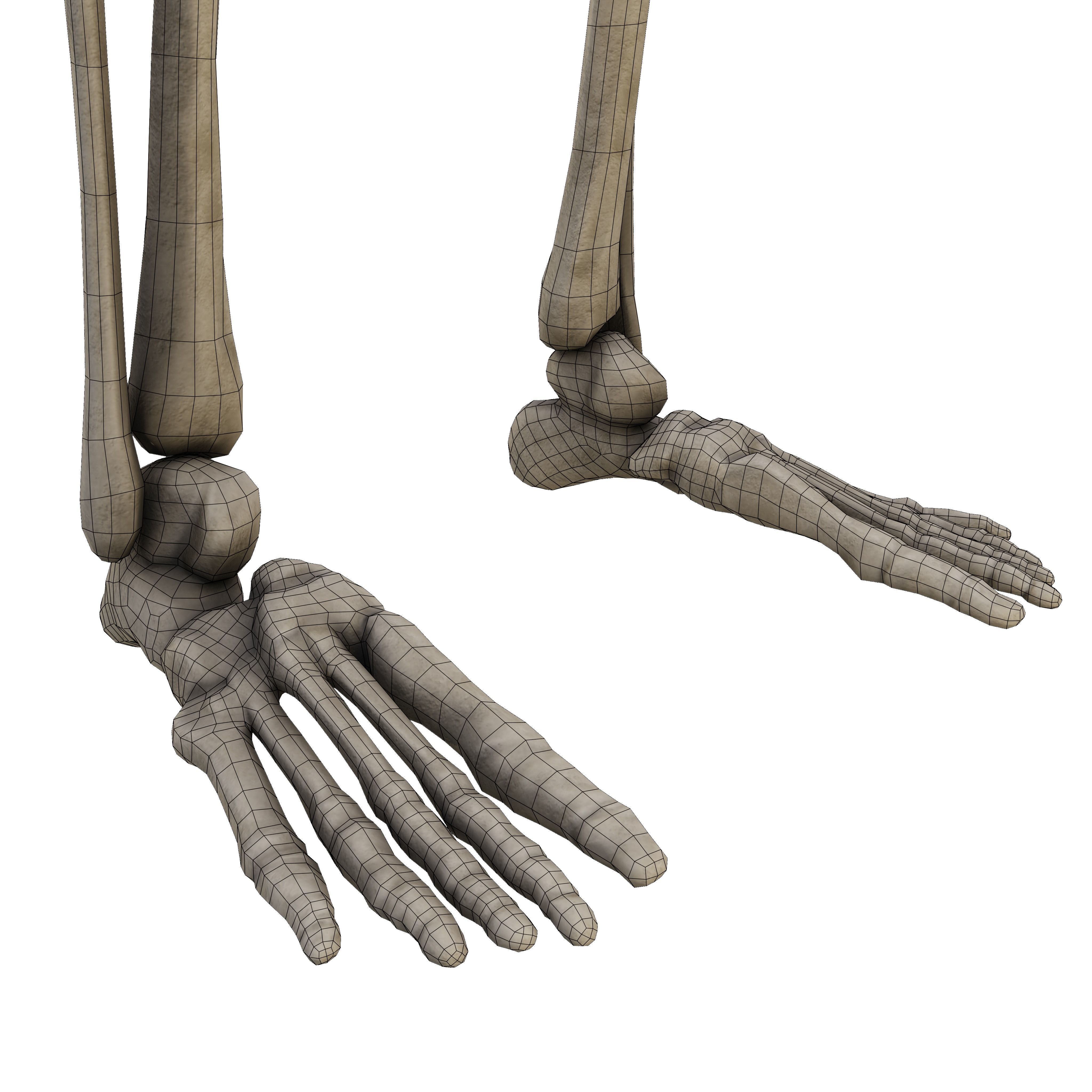 3D model Humen Skeleton VR / AR / low-poly | CGTrader