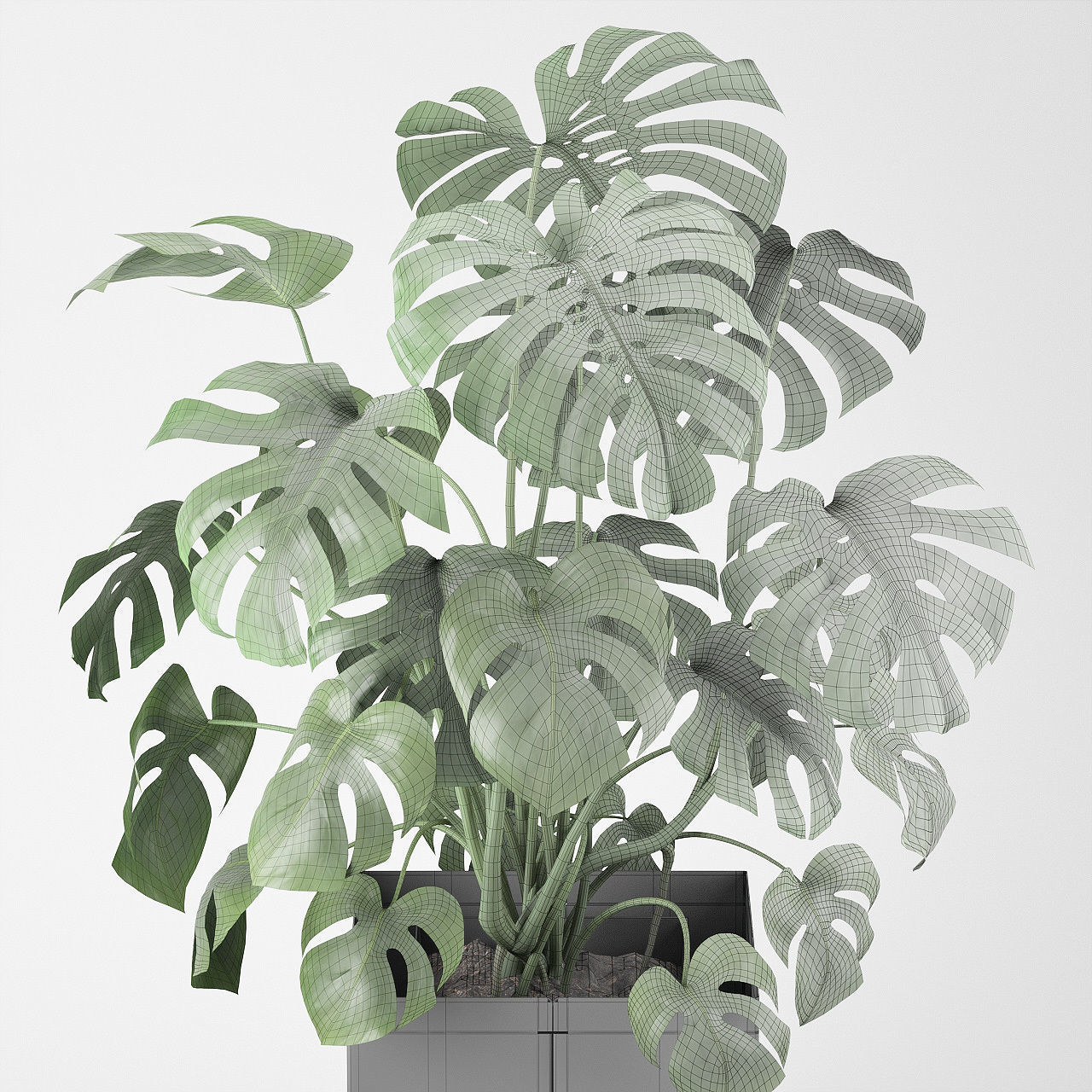 Monstera tree in a pot 3D model | CGTrader