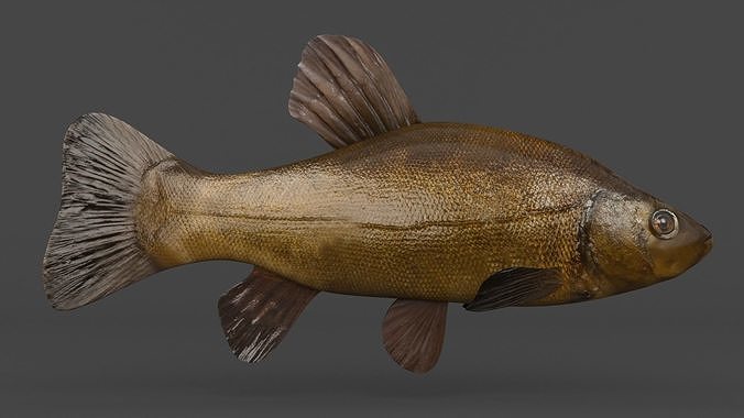 Tench Fish