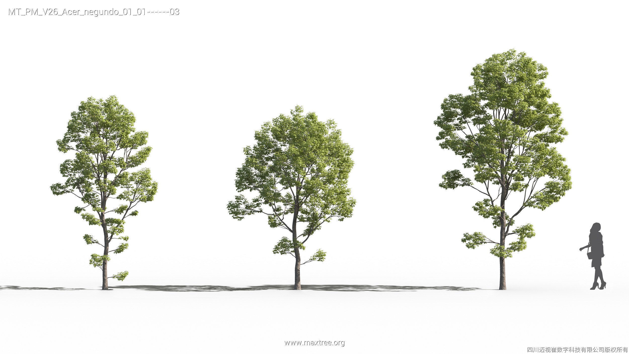 Maxtree Plant Models Vol 26 - Mesh 3D model | CGTrader