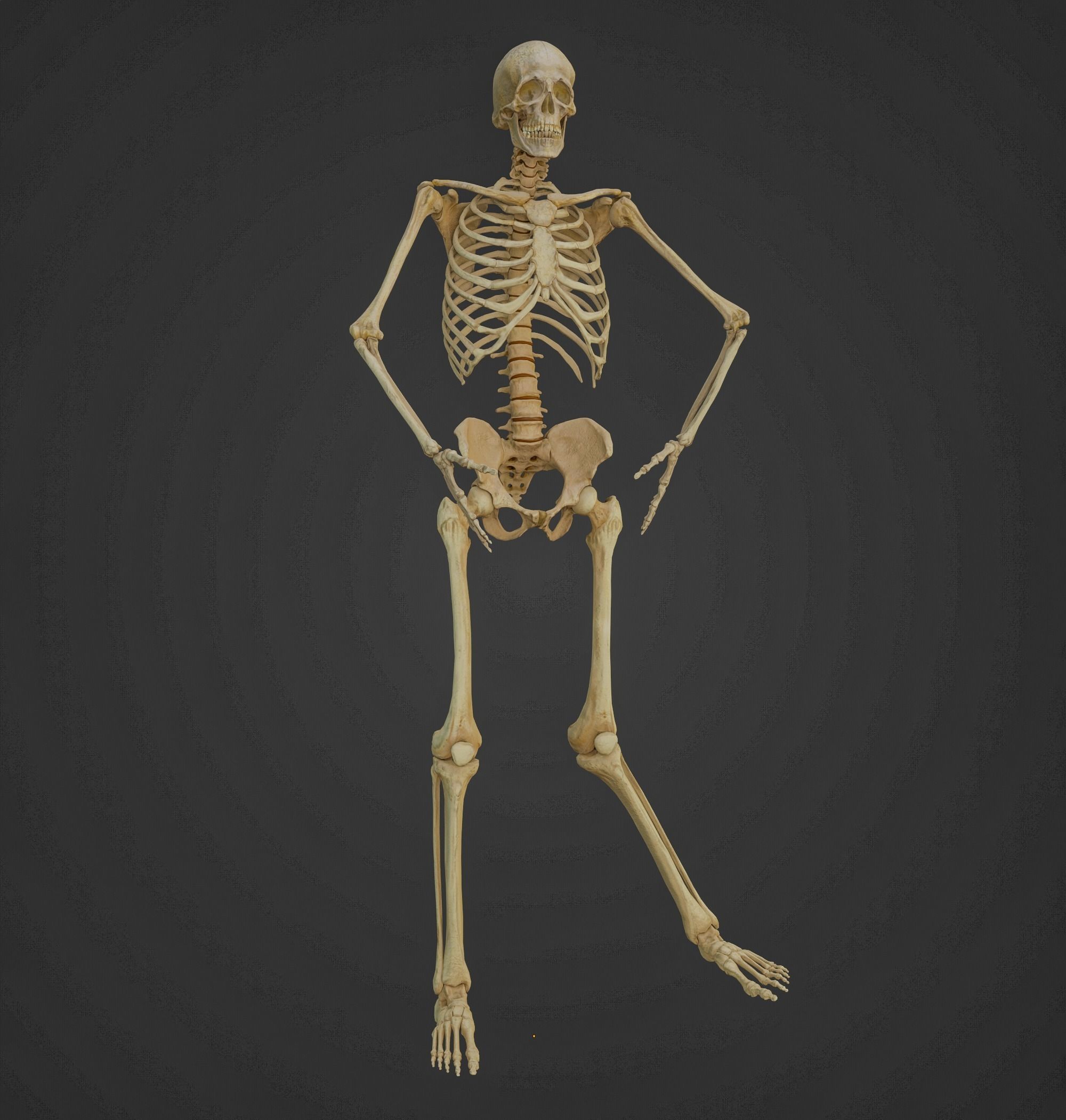 3D model HUMAN SKELETON VR / AR / low-poly | CGTrader