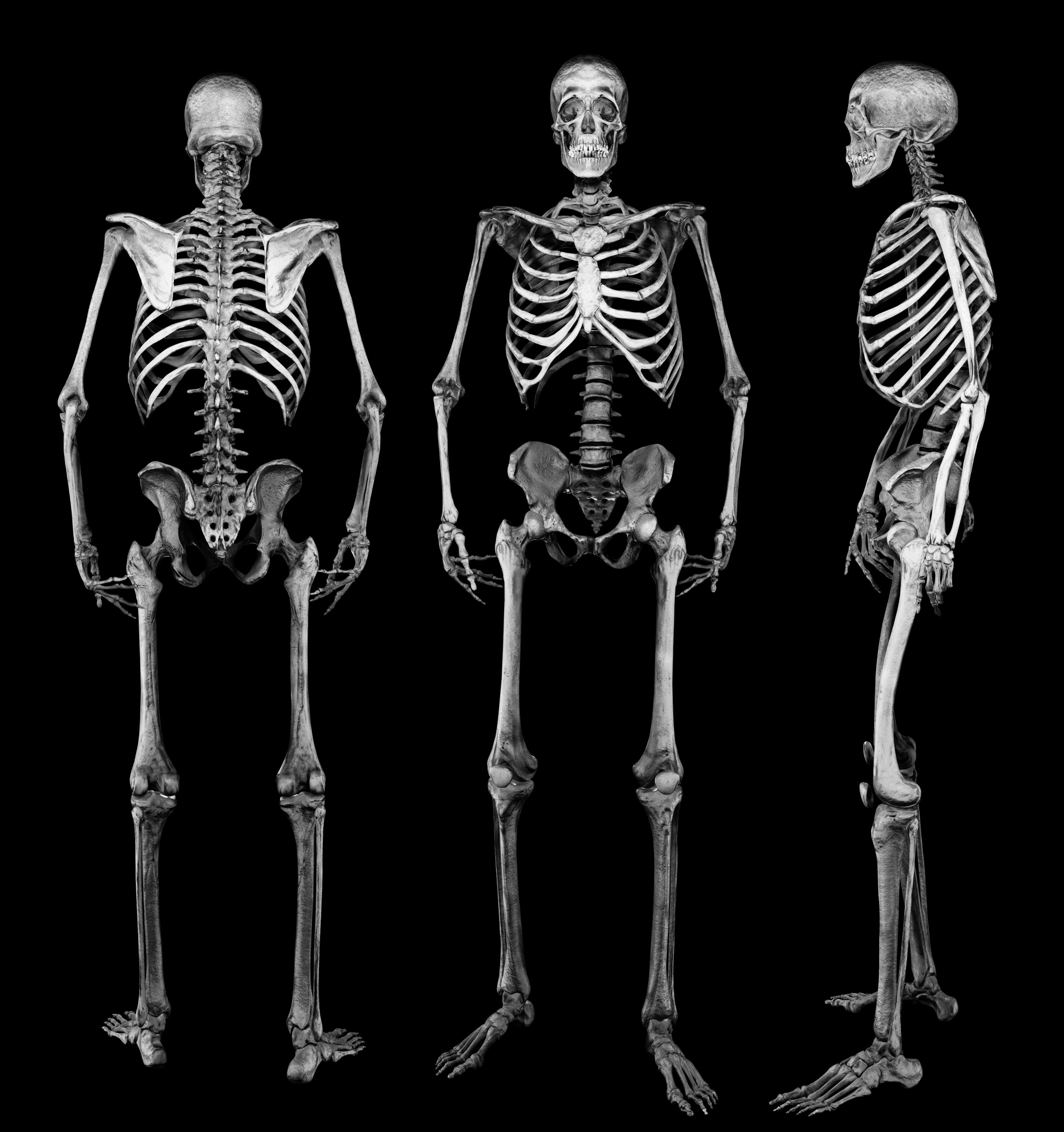 3D model HUMAN SKELETON VR / AR / low-poly | CGTrader