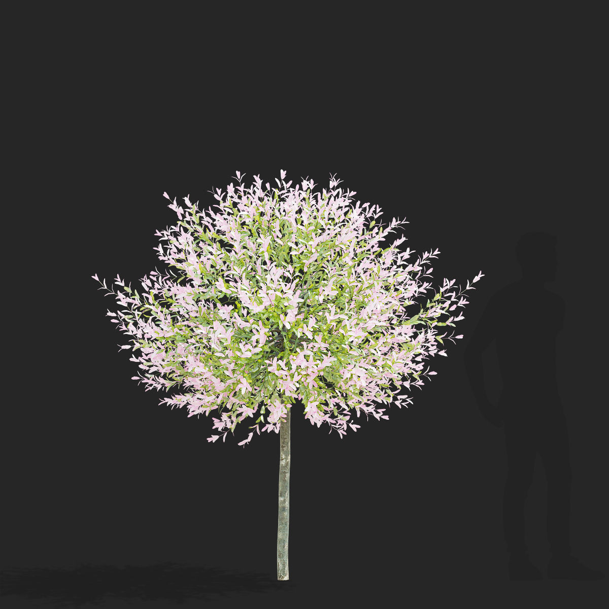 Salix integra hakuro-nishiki trees 3D model | CGTrader