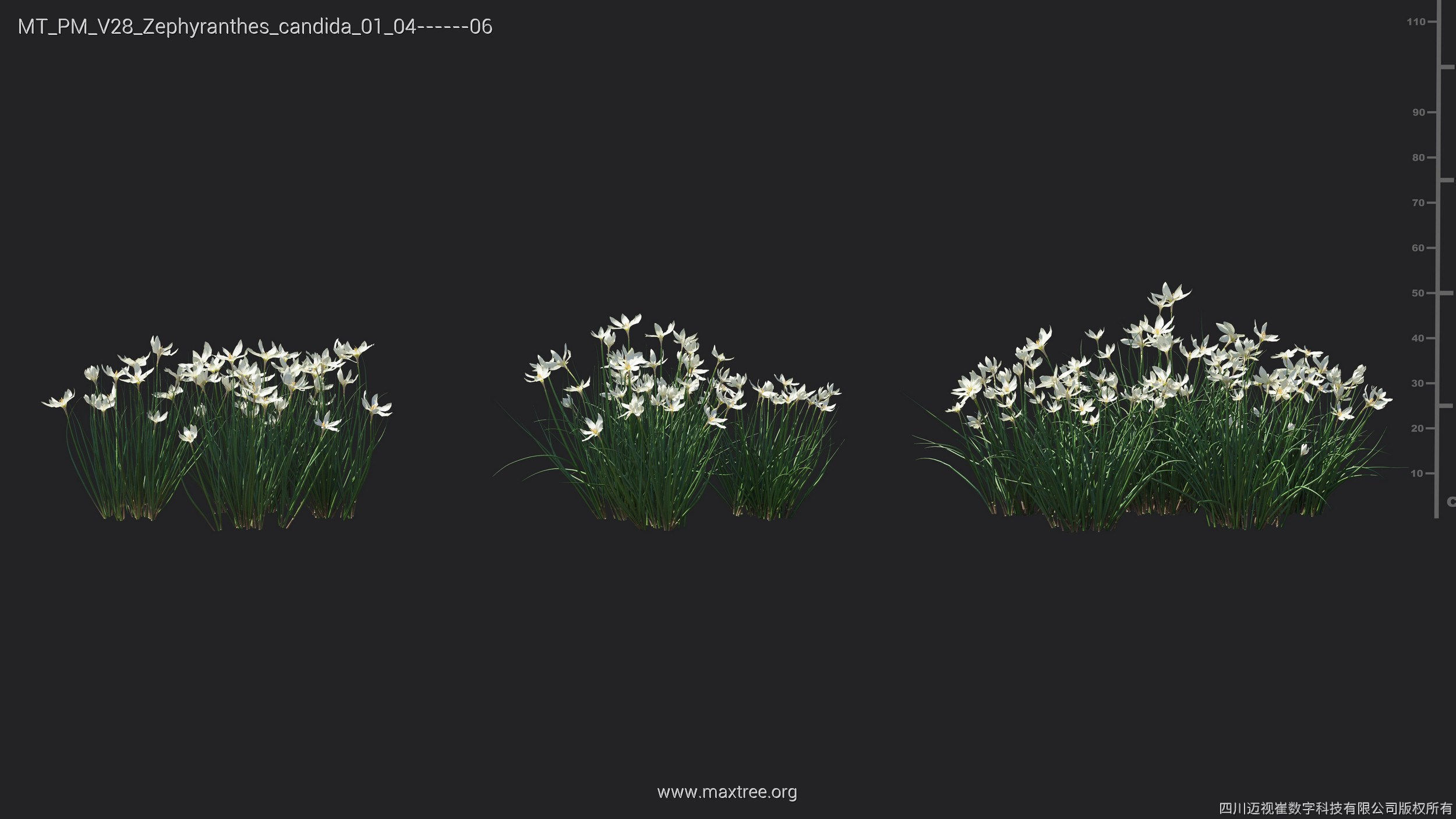 Maxtree Plant Models Vol 28 - Mesh 3D model | CGTrader