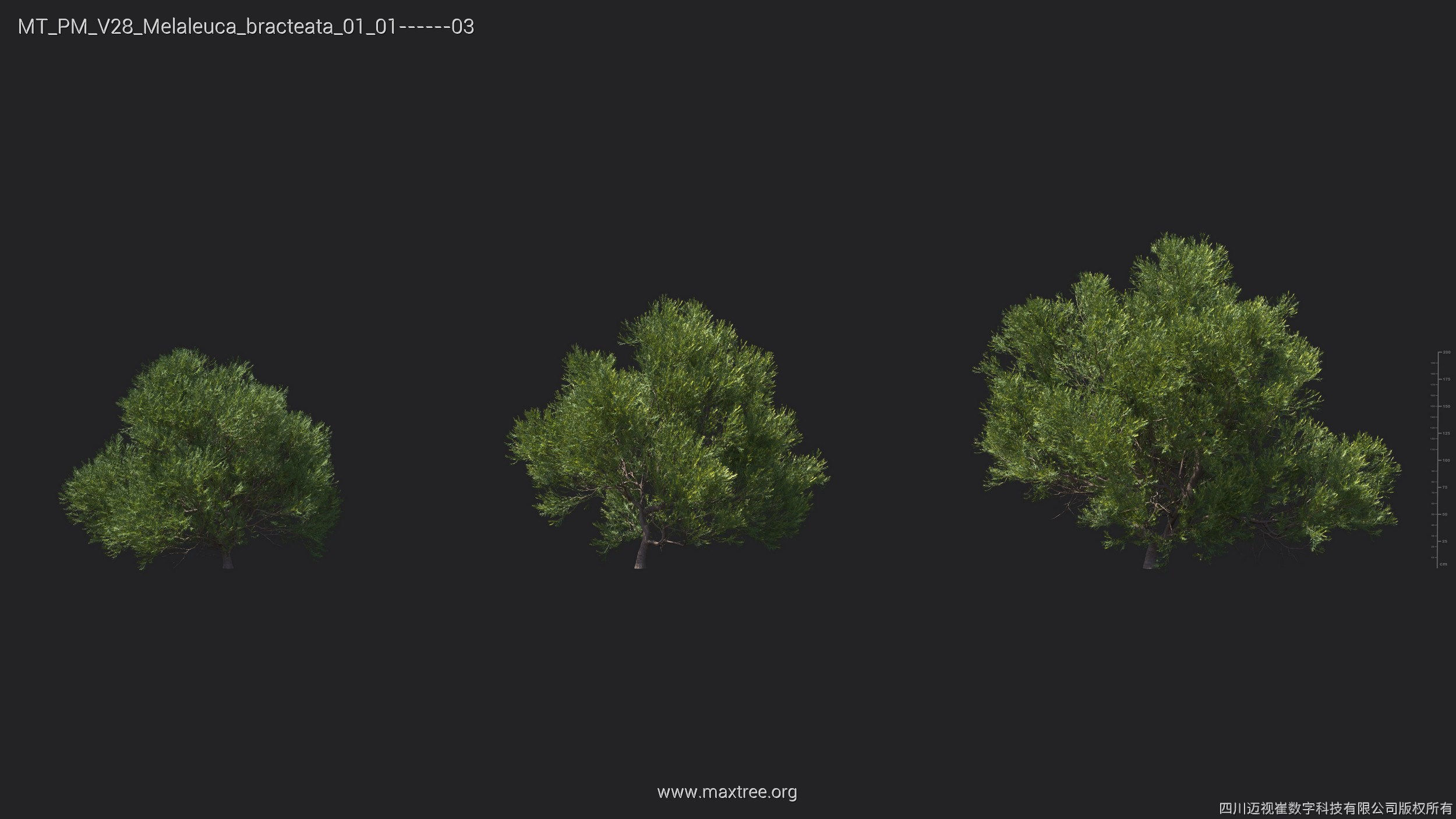 Maxtree Plant Models Vol 28 - Mesh 3D model | CGTrader