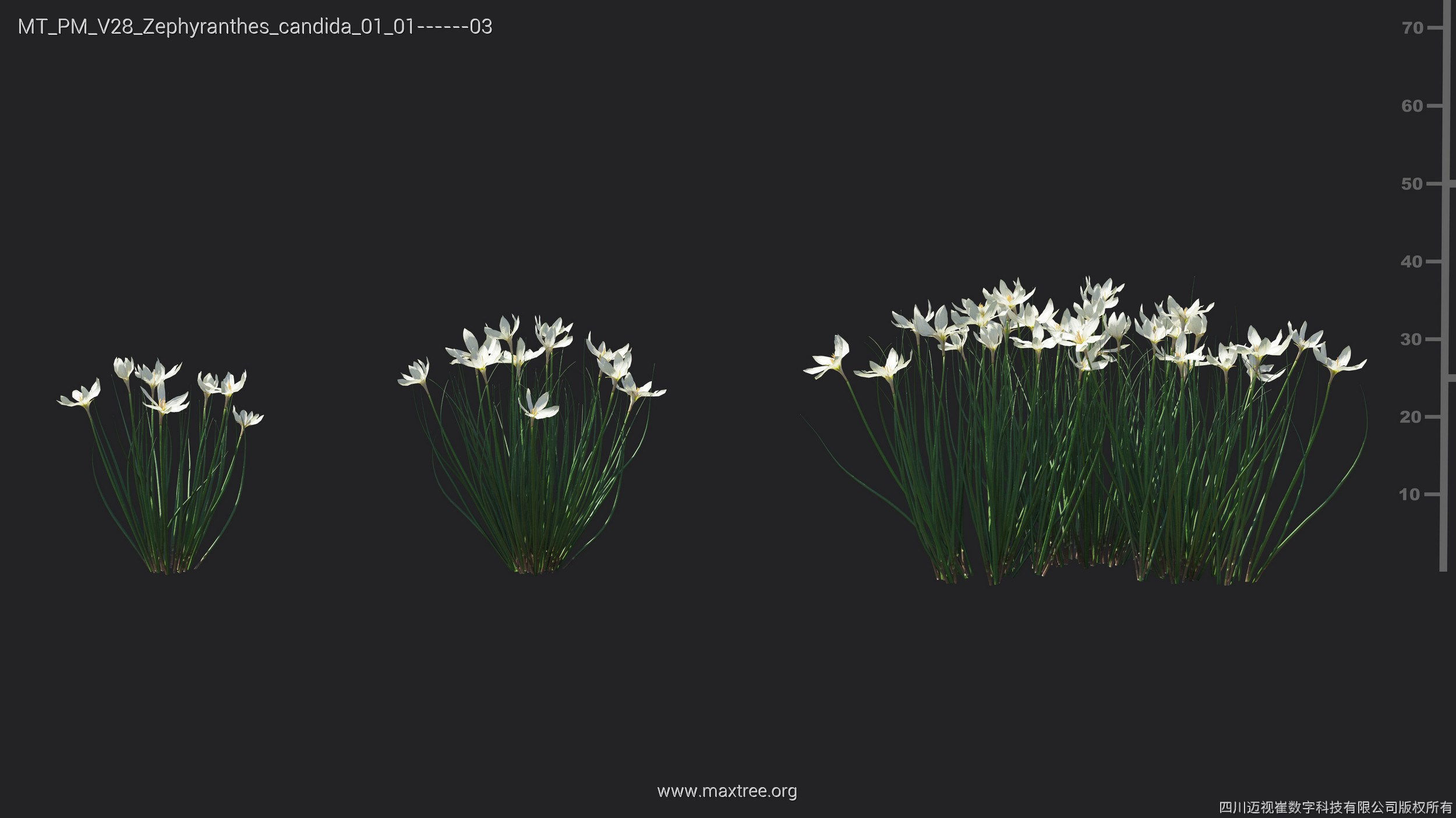 Maxtree Plant Models Vol 28 - Mesh 3D model | CGTrader