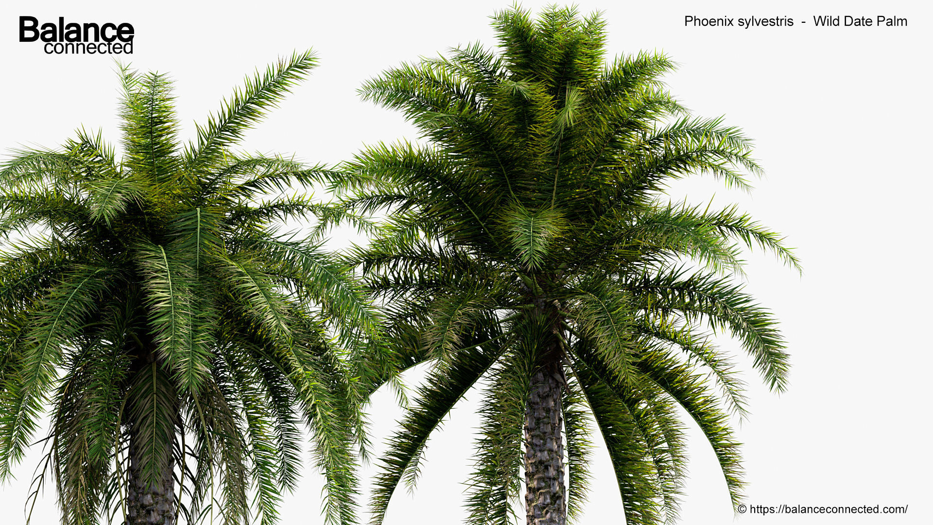 Phoenix sylvestris Wild Date Palm 3D model | CGTrader