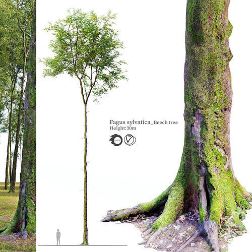 Fagus sylvatica 3D model | CGTrader