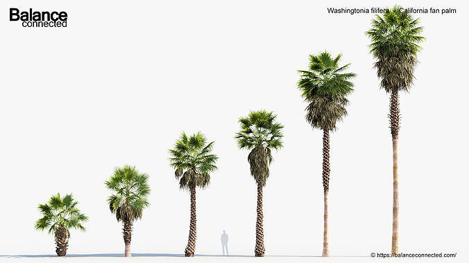 Washingtonia filifera California fan palm 3D model | CGTrader