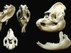 Tapir - Tapirus Skull 3D model 3D printable | CGTrader