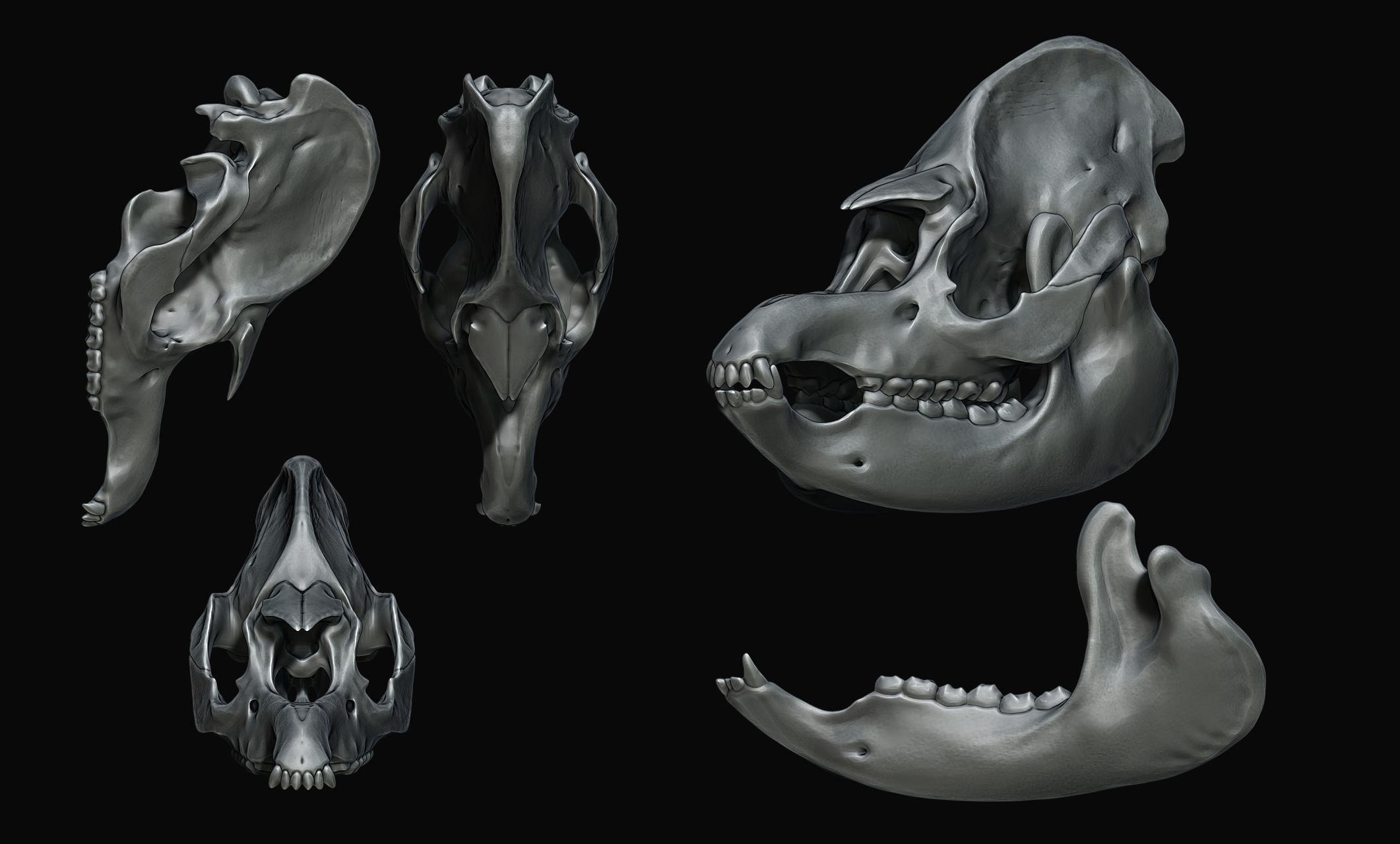 Tapir - Tapirus Skull 3D model 3D printable | CGTrader