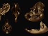 Tapir - Tapirus Skull 3D model 3D printable | CGTrader