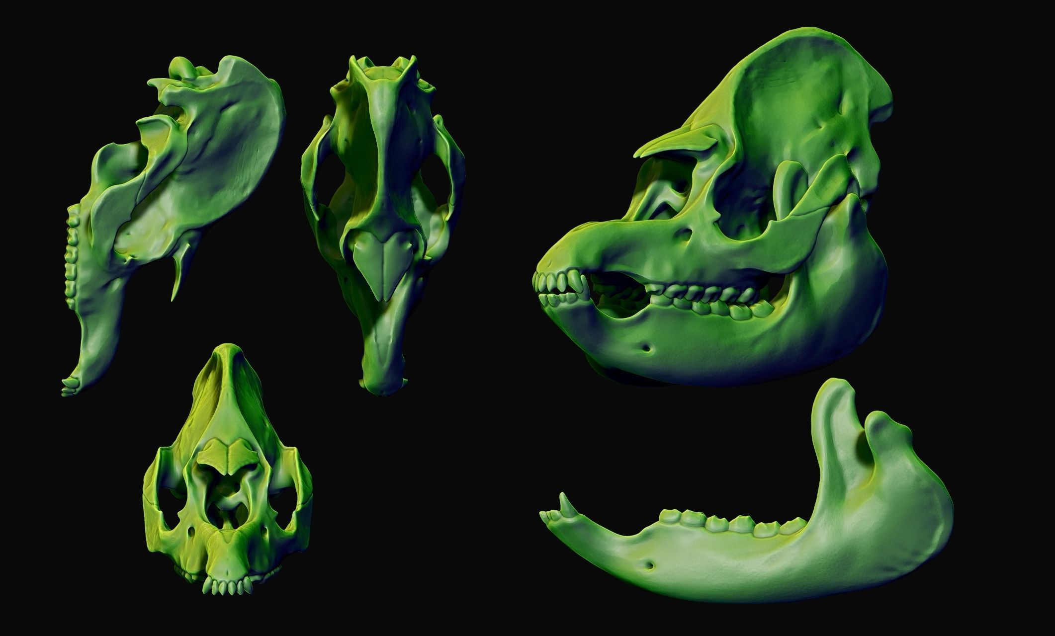Tapir - Tapirus Skull 3D model 3D printable | CGTrader