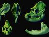 Tapir - Tapirus Skull 3D model 3D printable | CGTrader