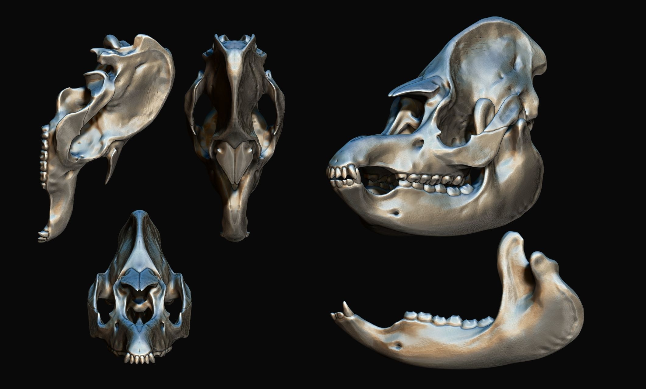 Tapir - Tapirus Skull 3D model 3D printable | CGTrader