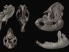 Tapir - Tapirus Skull 3D model 3D printable | CGTrader
