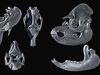 Tapir - Tapirus Skull 3D model 3D printable | CGTrader