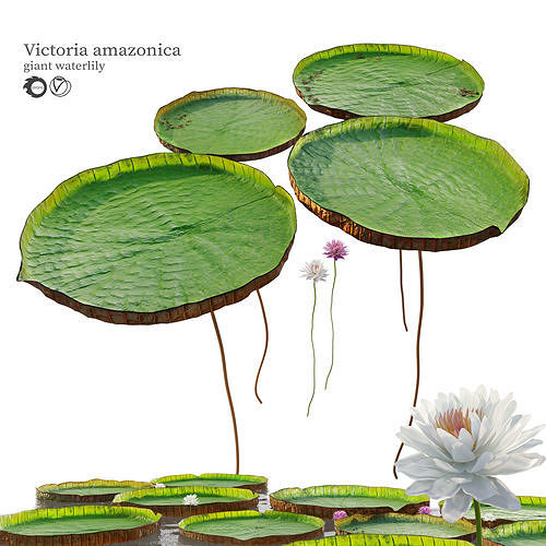 Victoria water lily 3D model | CGTrader