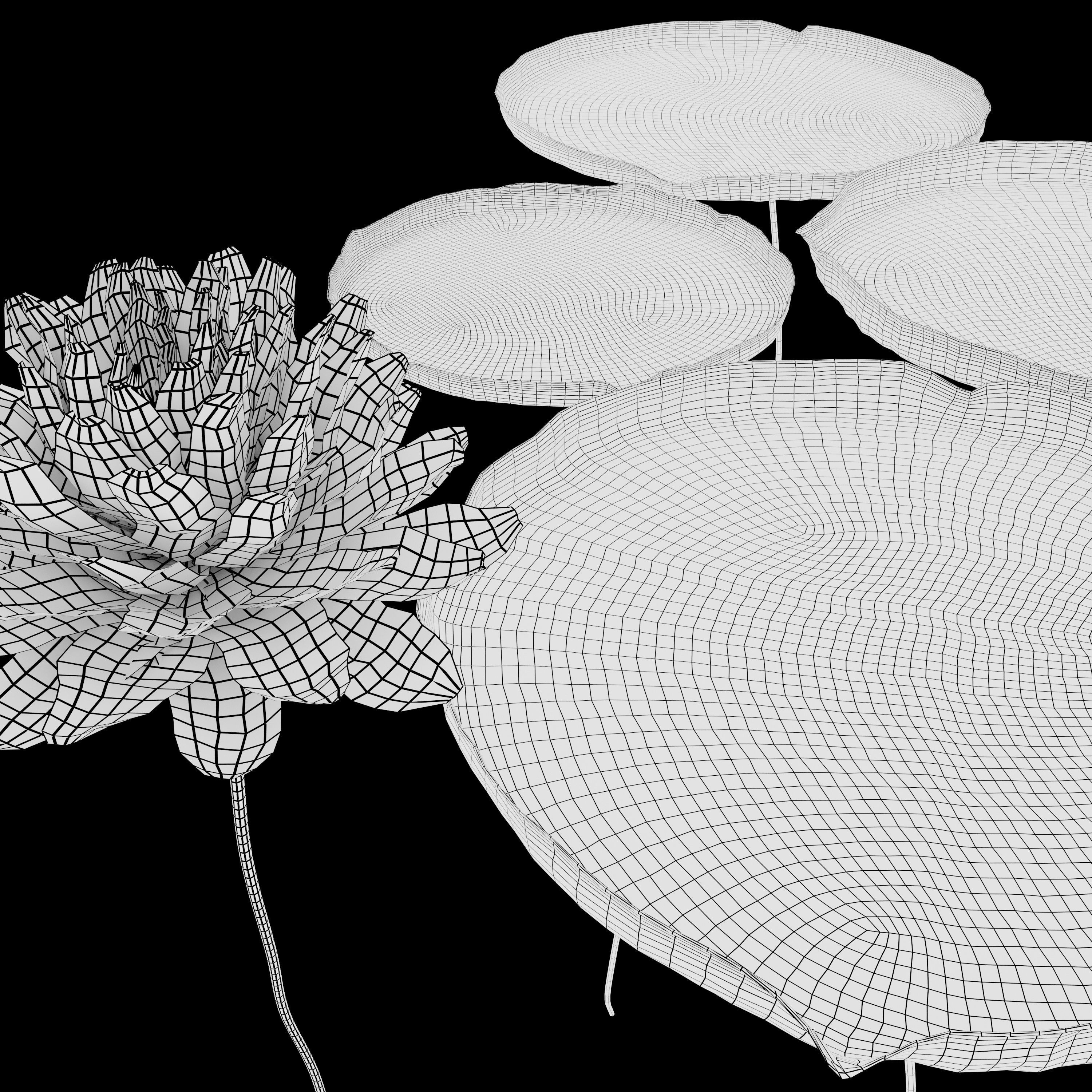Victoria water lily 3D model | CGTrader