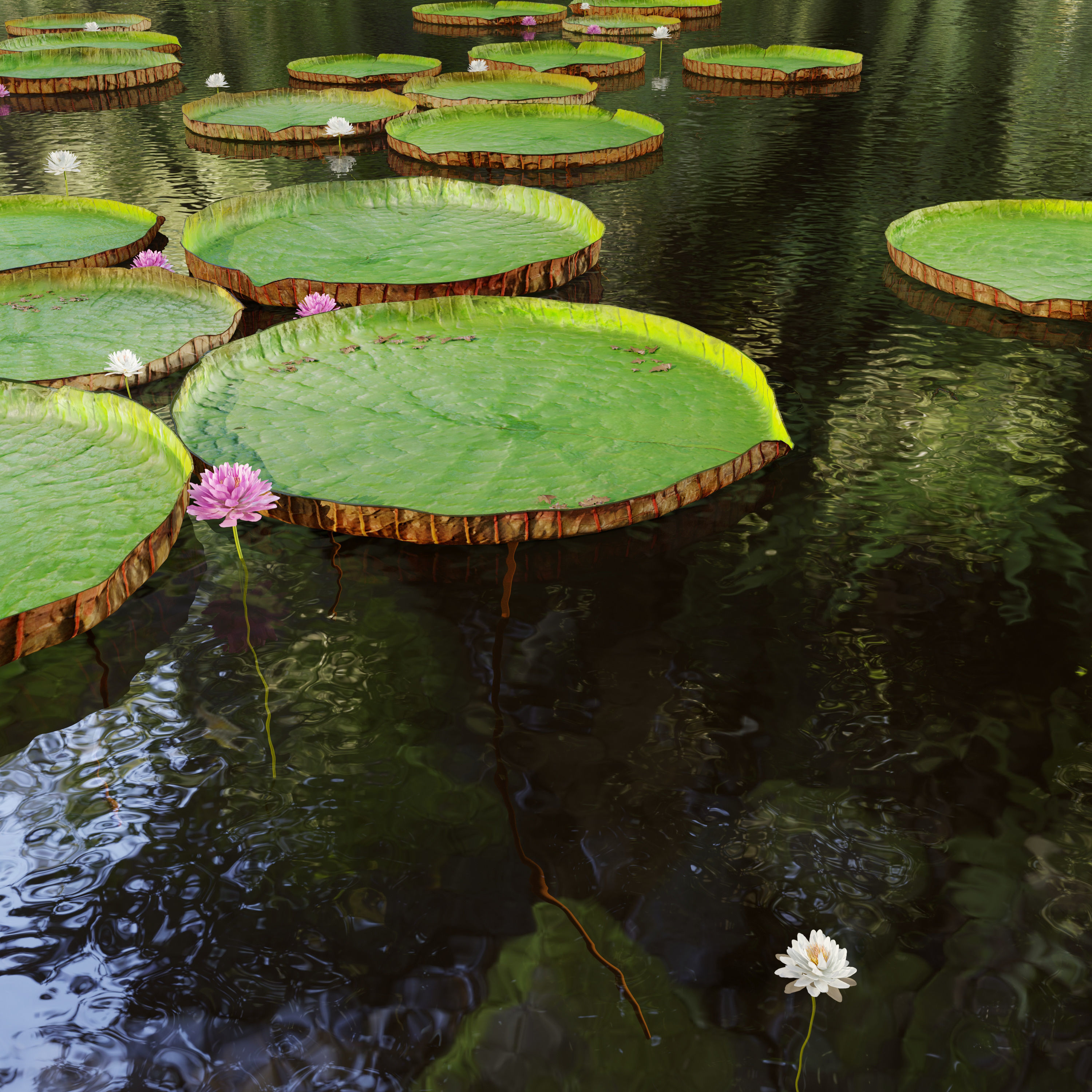 Victoria water lily 3D model | CGTrader